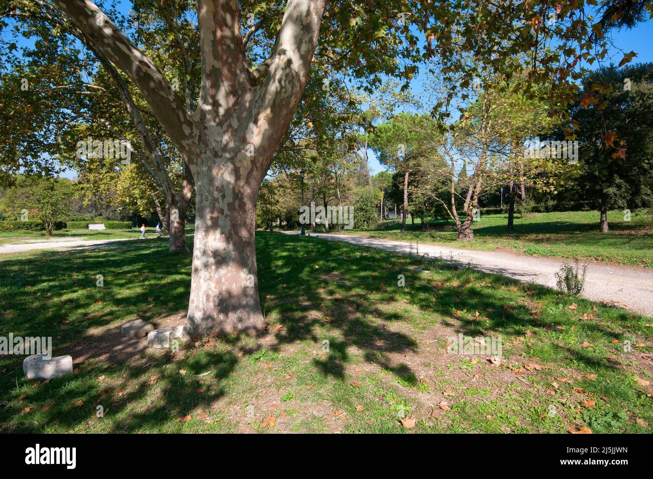 Plane trees (Platanus orientalis) in Villa Borghese Park, Rome, Italy ...
