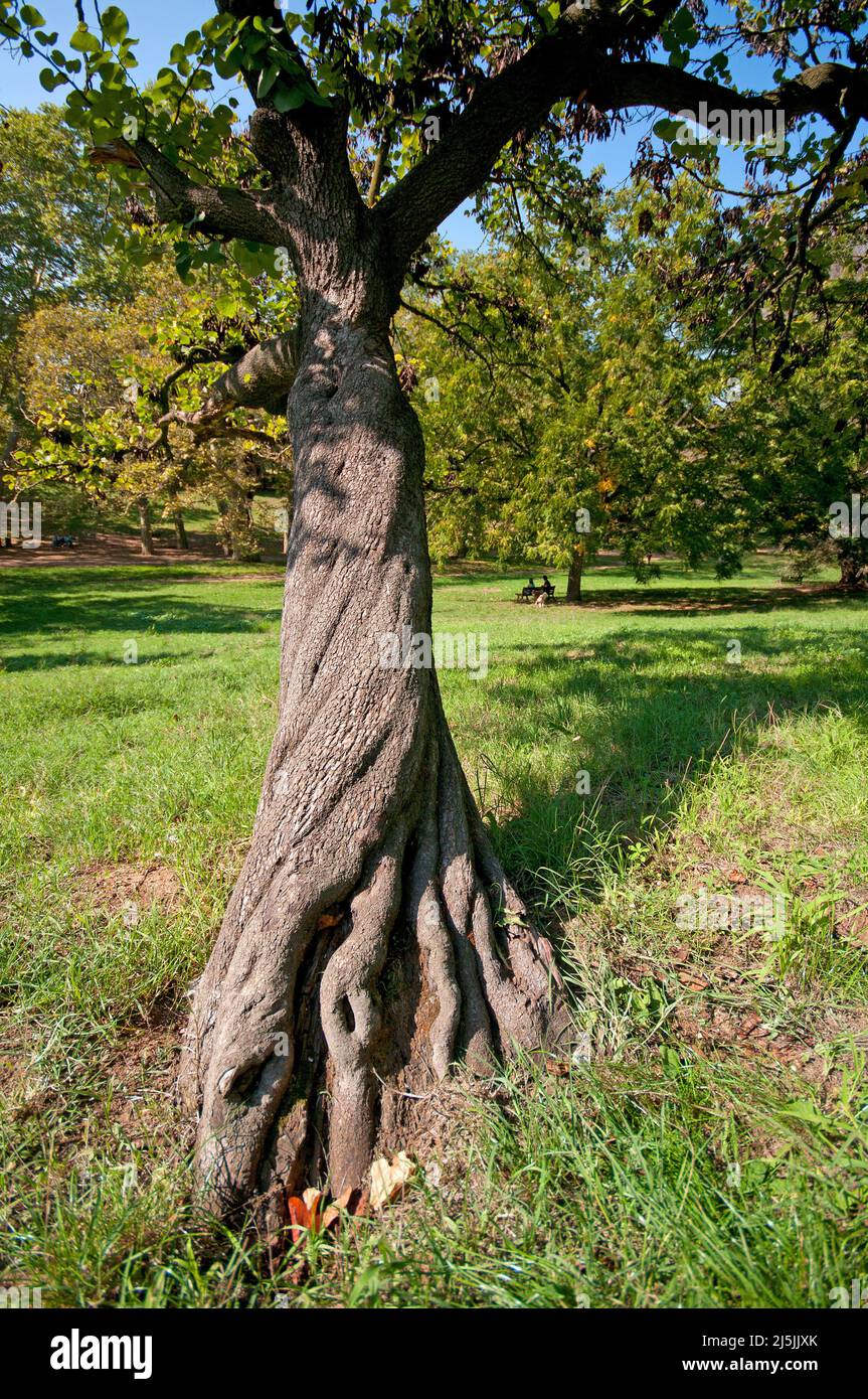 Judas trees hi-res stock photography and images - Alamy