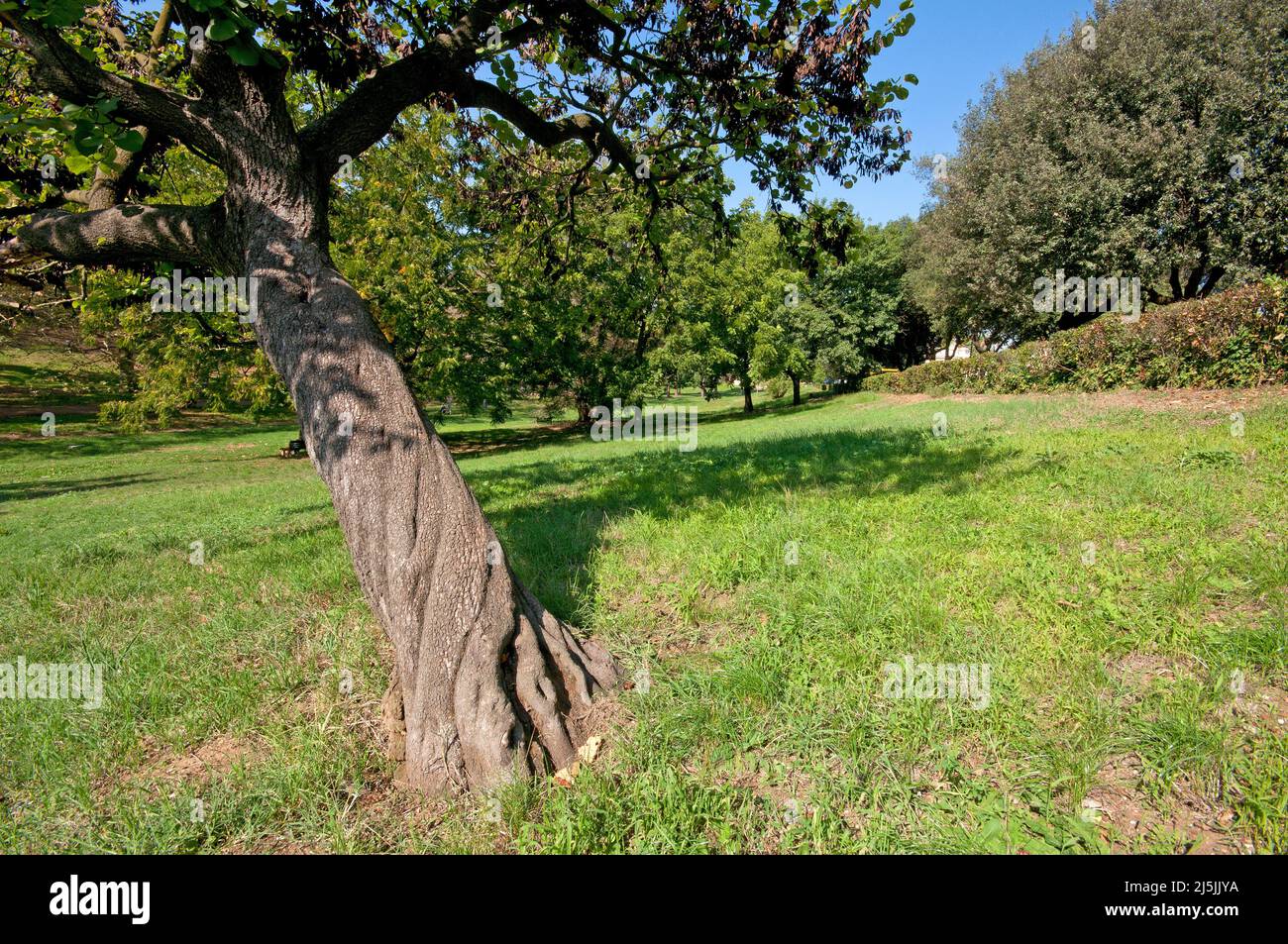 Albero tree hi-res stock photography and images - Alamy