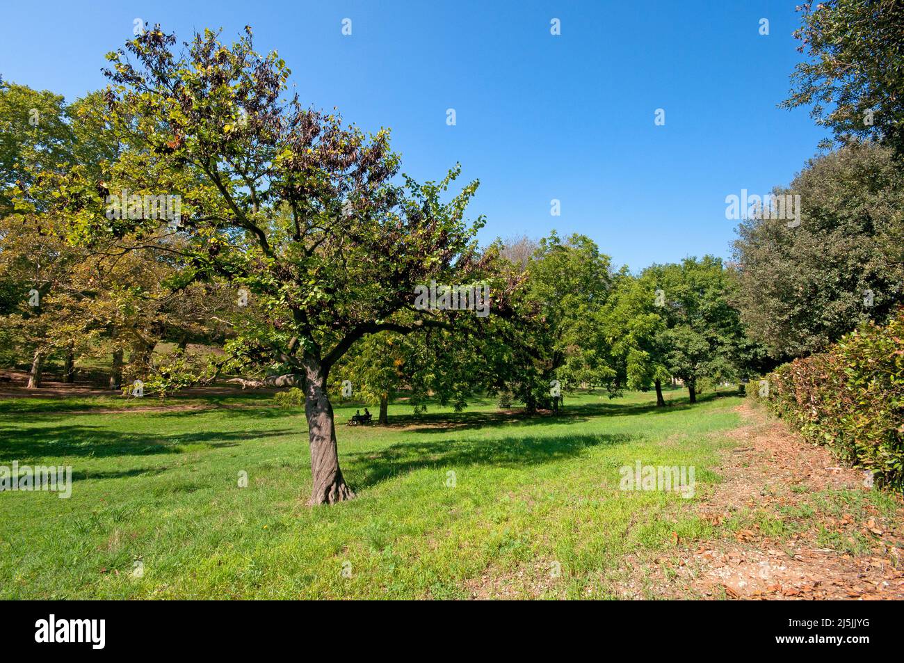 Villa borghese park hi-res stock photography and images - Alamy