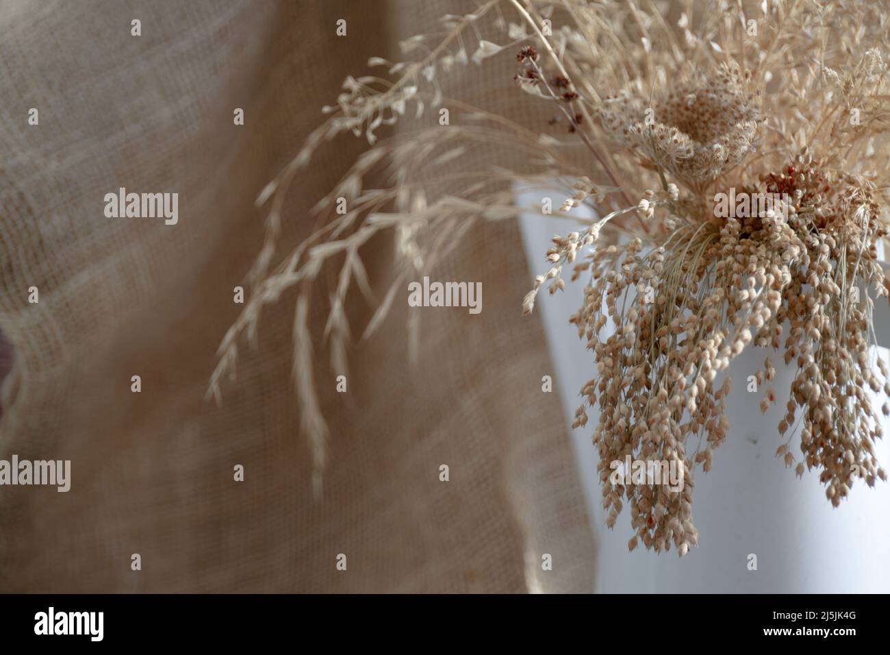 dried herbs and dried flowers of wild carrots with beige spikelets in a ...