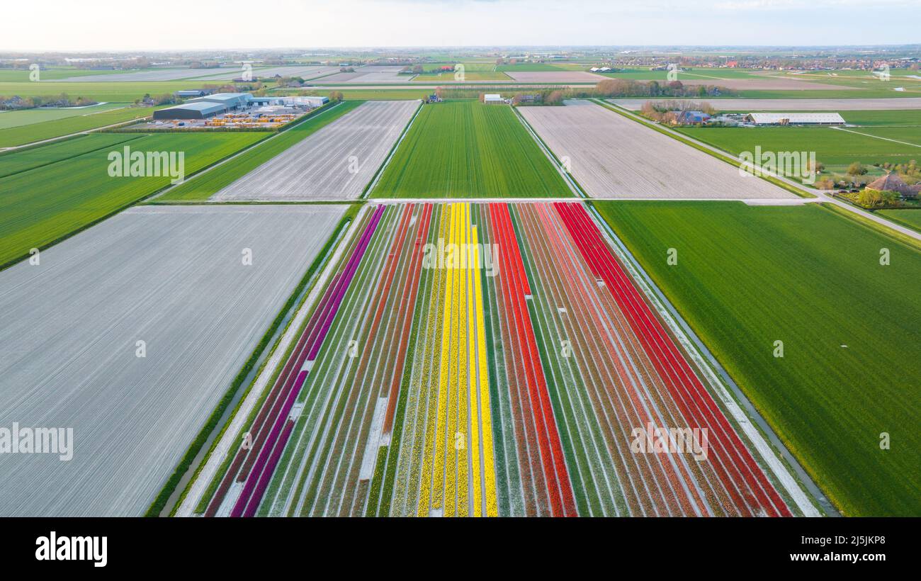 Aerial photo of colorful tulip fields in Holland Stock Photo - Alamy