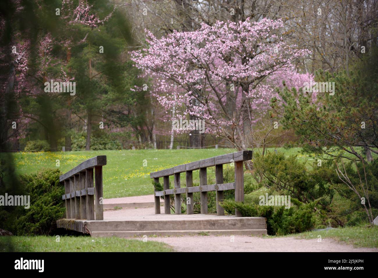 A wooden bridge in a spring blooming park. Trees with pink flowers on a ...