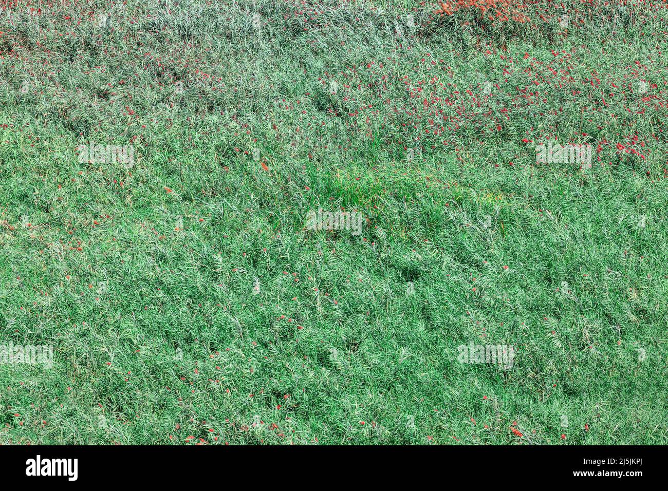 Green plants background . Growing reed texture Stock Photo - Alamy