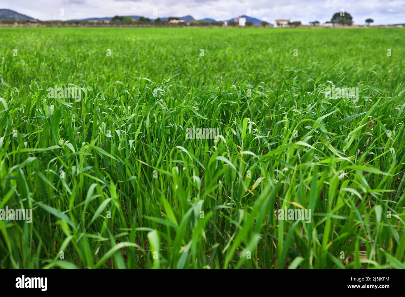 detail of a green grass field in spring with some houses and trees in ...