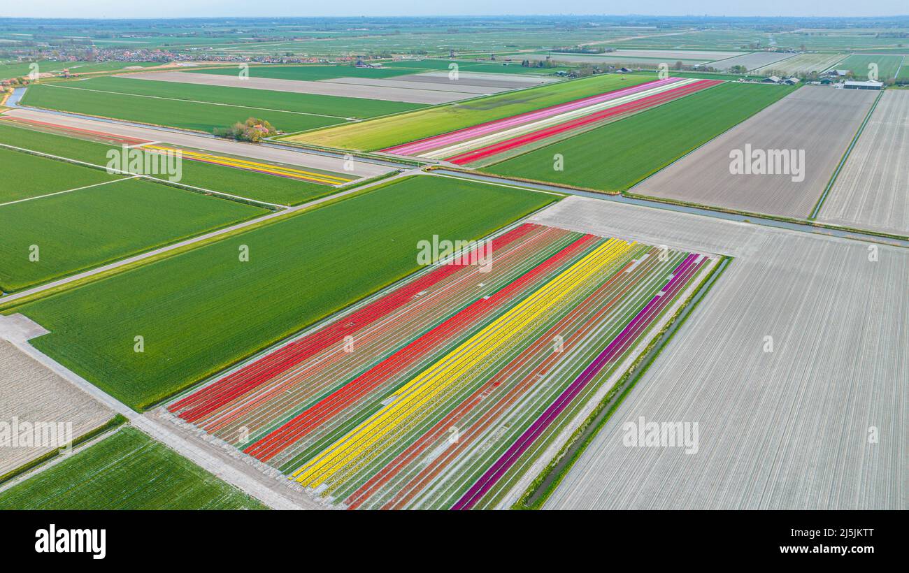 Aerial photo of colorful tulip fields in Holland Stock Photo - Alamy