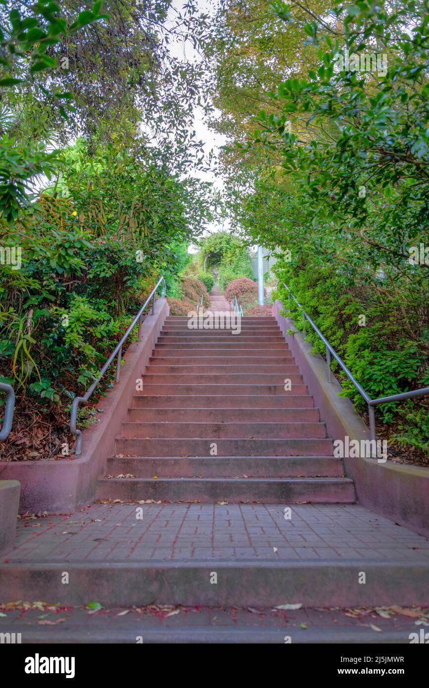 Staircase on a slope in the middle of trees and plants at San Francisco ...