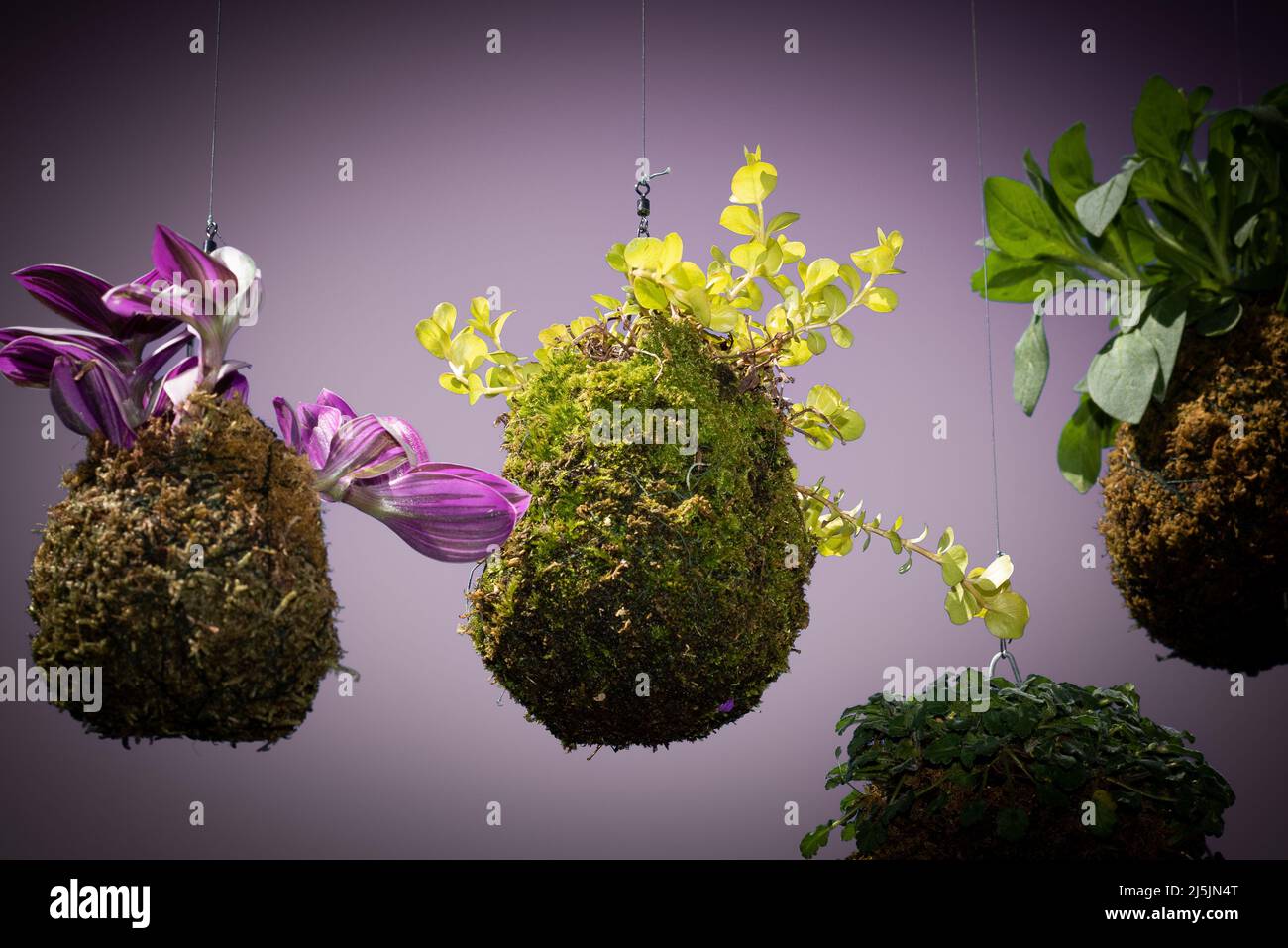 Group of Kokedama compositions. Ball of soil, covered with moss, on ...