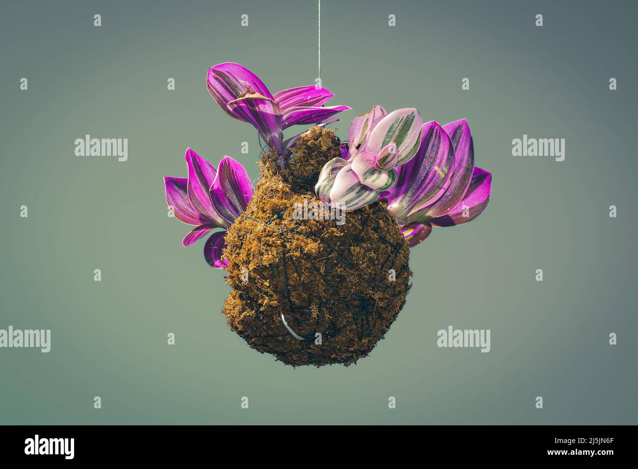 Kokedama with Tradescantia zebrina plant (Inch Plant). Ball of soil ...