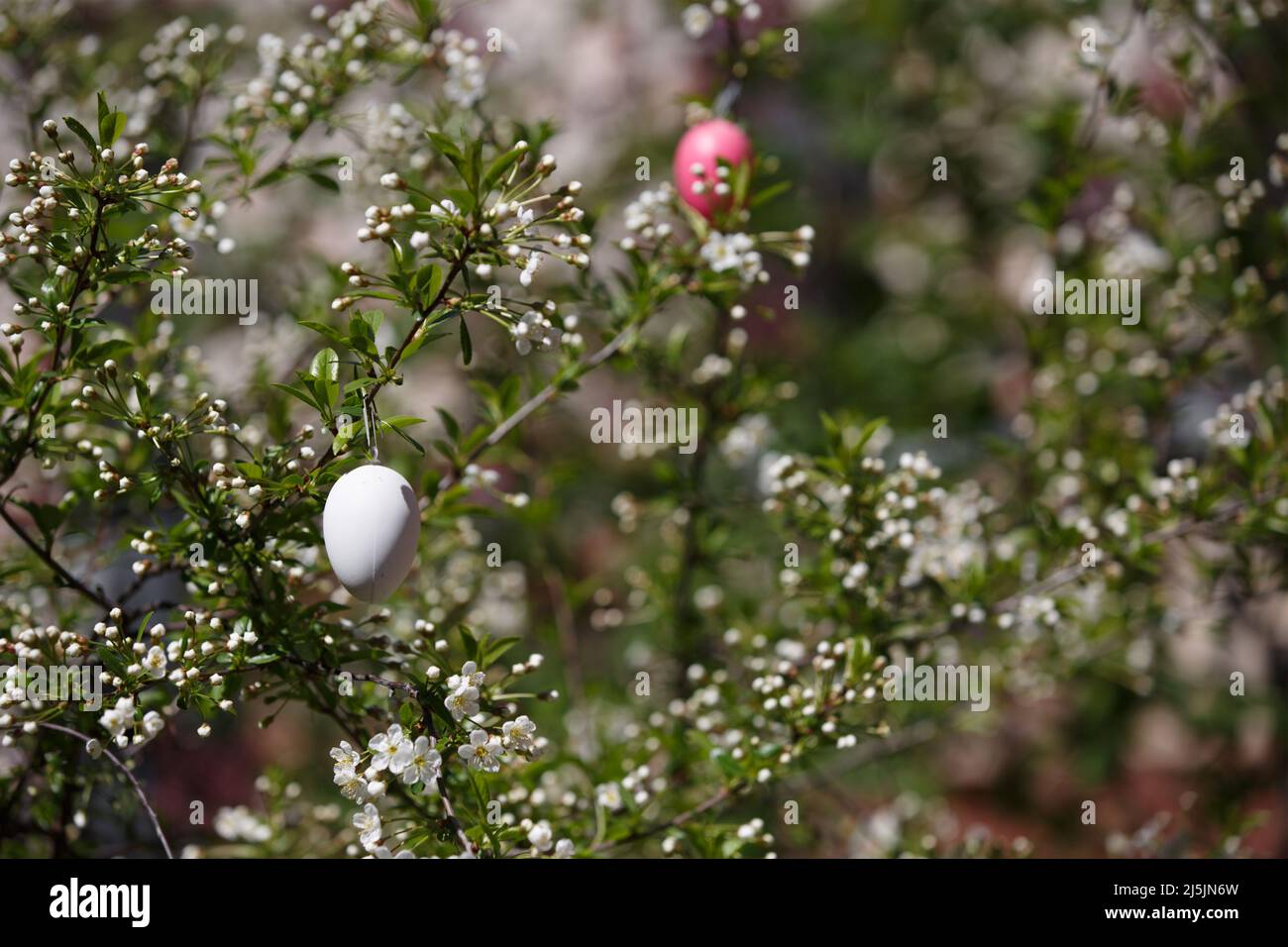 Decorative decoration for Easter on a branch of cherry blossoms in ...
