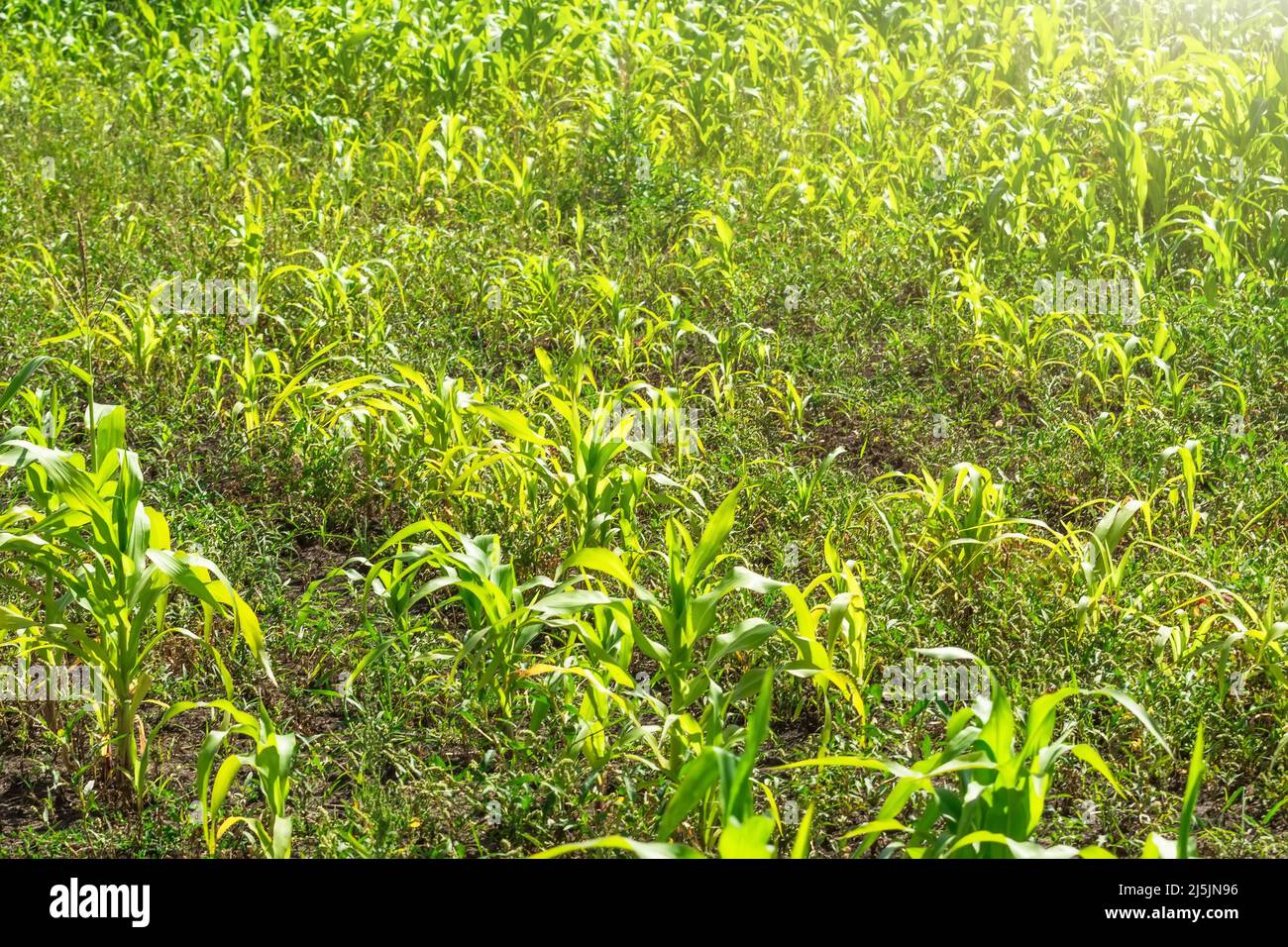 Little corn plant hi-res stock photography and images - Alamy