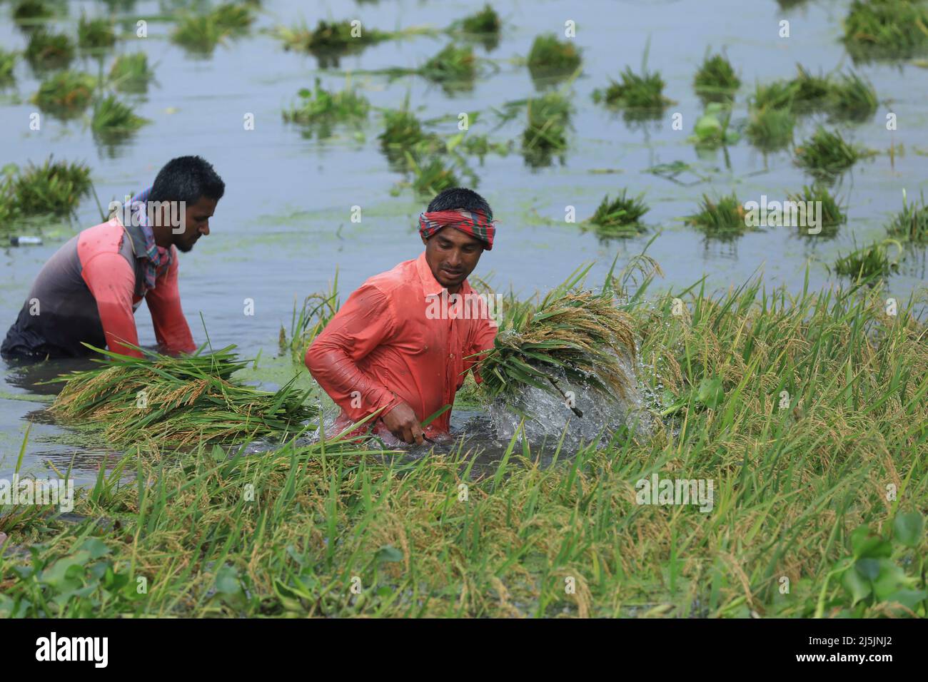 Saver, Bangladesh. 17th Apr, 2022. Farmers harvesting paddy in the ...