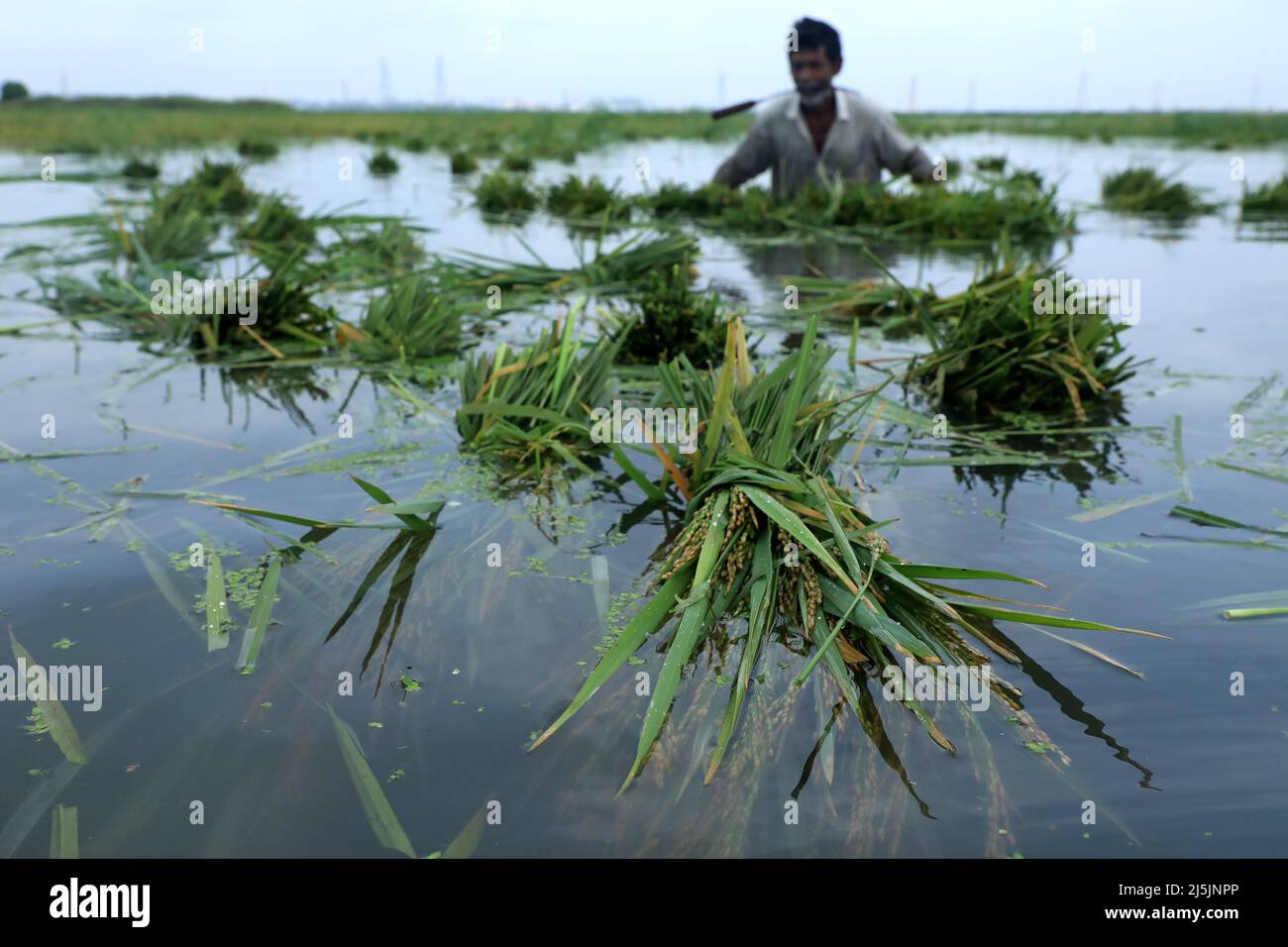 Saver, Bangladesh. 17th Apr, 2022. A farmer harvesting paddy in the ...