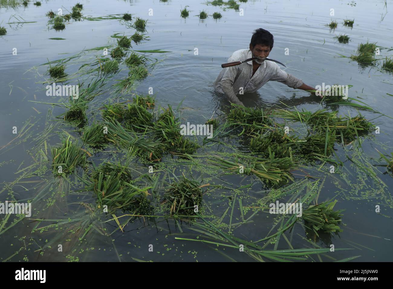 A farmer harvesting paddy in the flood field at Ashulia near Dhaka City ...