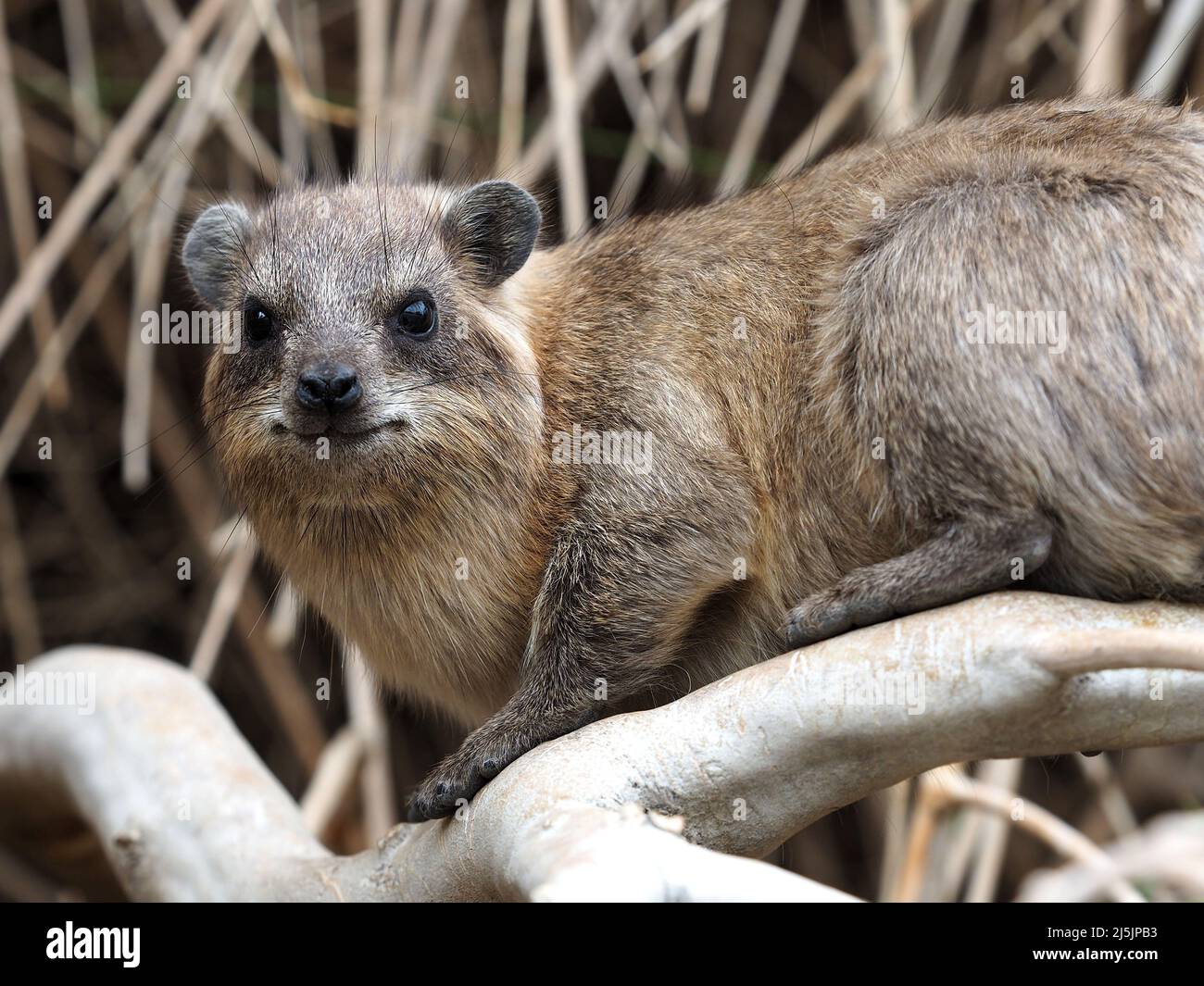 Portrait of a hare hyrax in the wild Israeli nature. Negev desert Stock ...