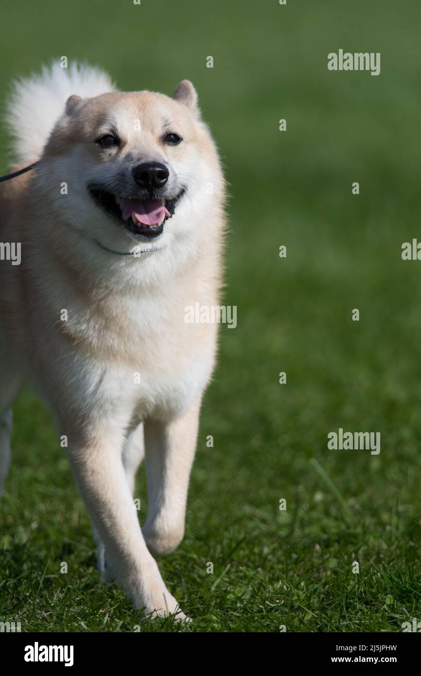 Mix Di Buhund Norvegese