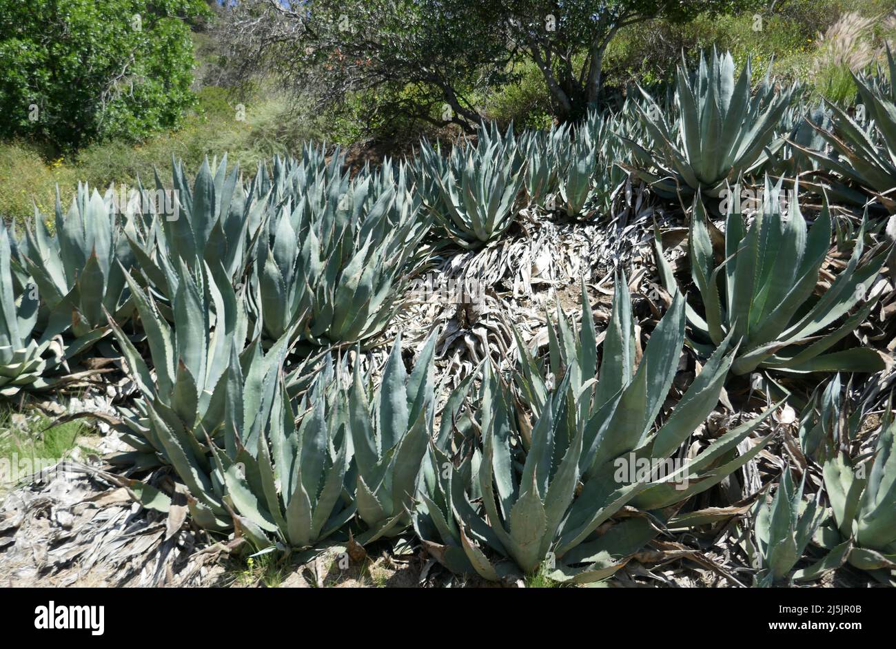 Beverly Hills, California, USA 17th April 2022 A general view of ...