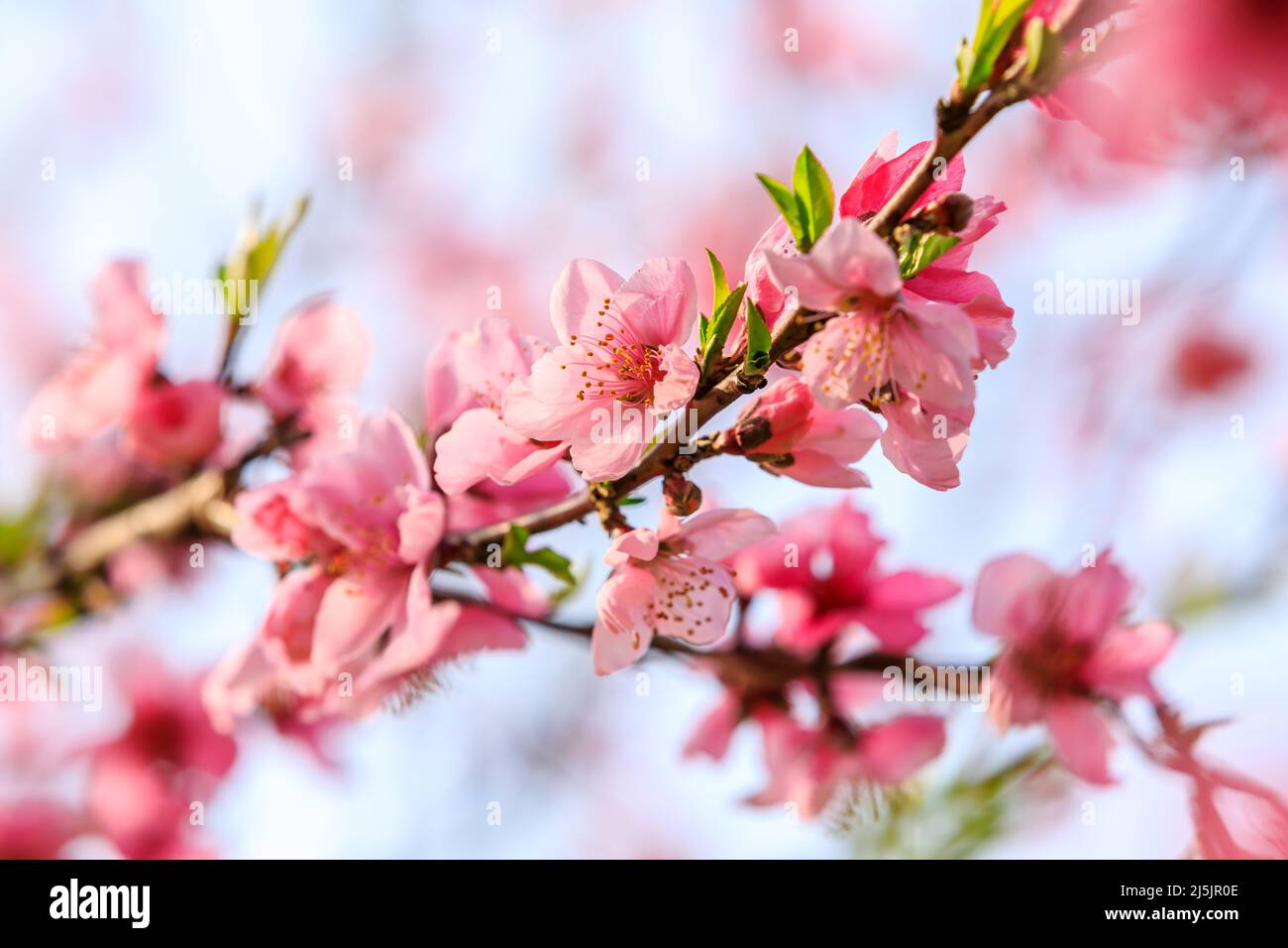 Pink peach color hi-res stock photography and images - Alamy