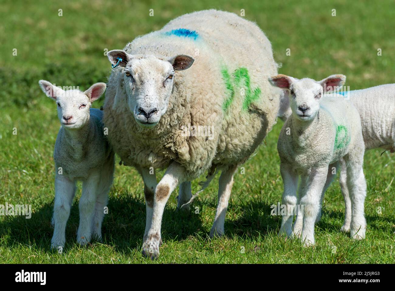 Twin sheep hi-res stock photography and images - Alamy