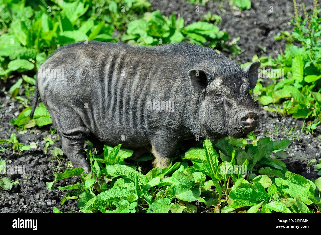 Mangalica hi-res stock photography and images - Alamy