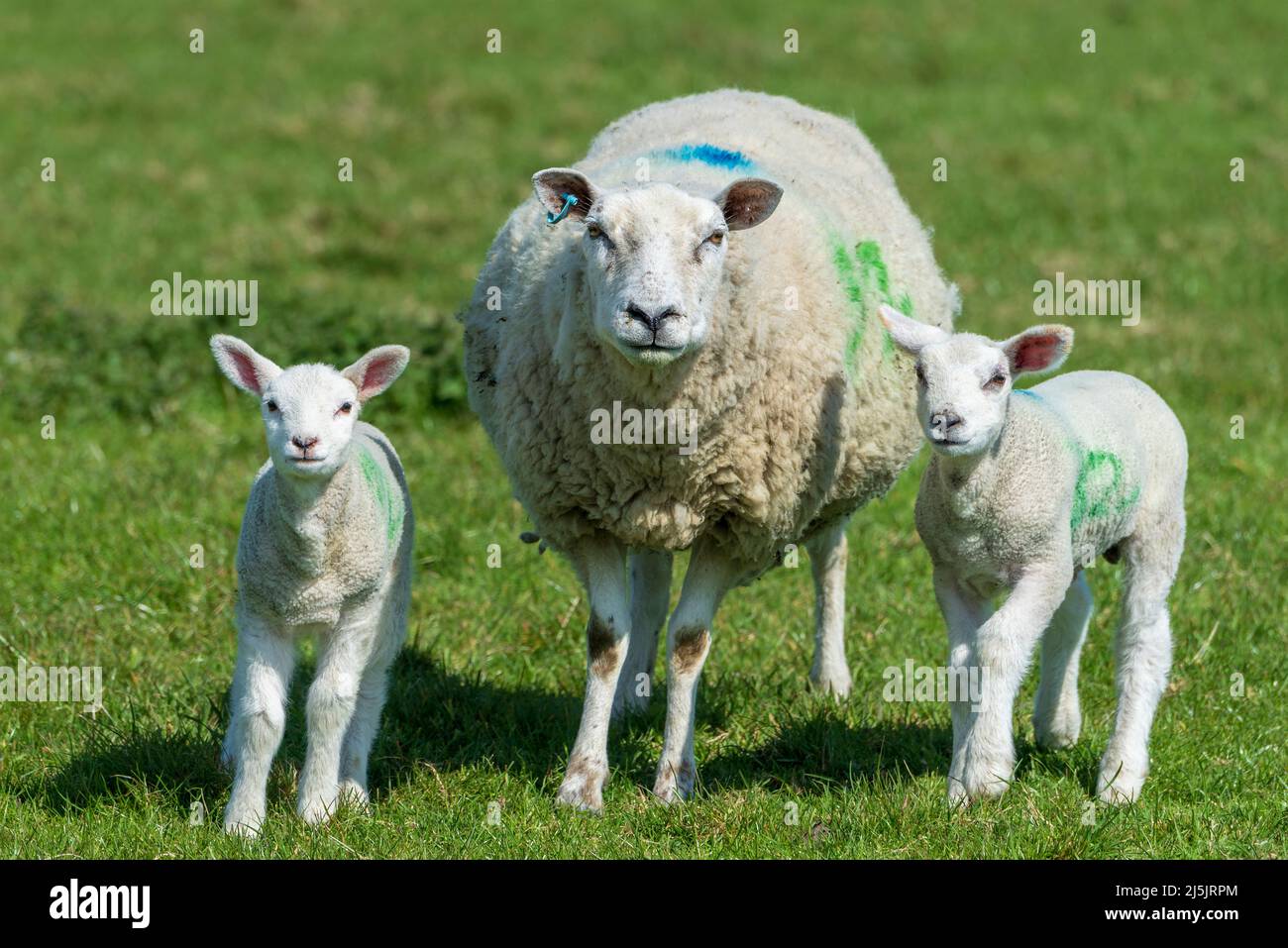 Mother sheep with twin lambs Stock Photo - Alamy
