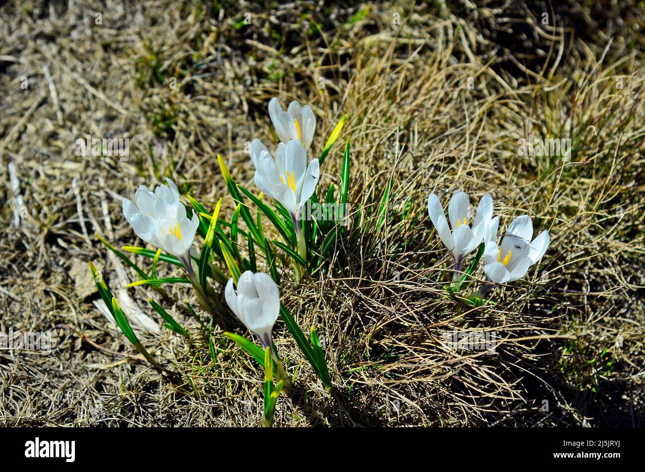 Austrian alps in spring hi-res stock photography and images - Alamy