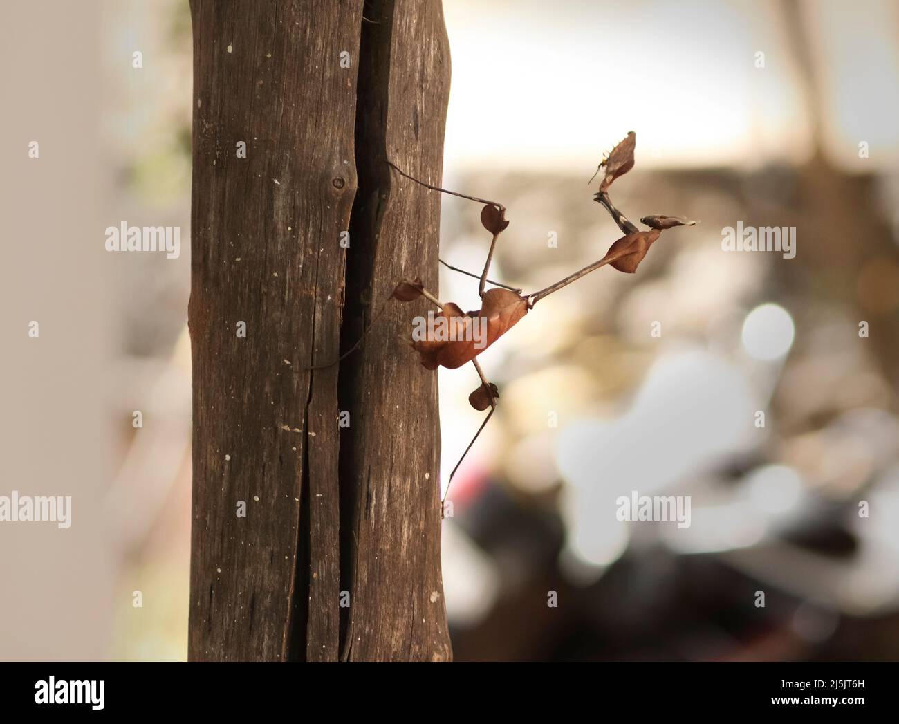 Phasmids Insects n the block. stick insects. with blur background Stock ...