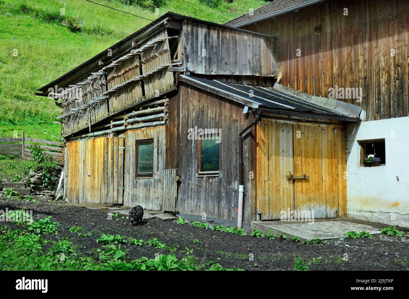 Austria, Tyrol, barn and woolly pig Stock Photo - Alamy