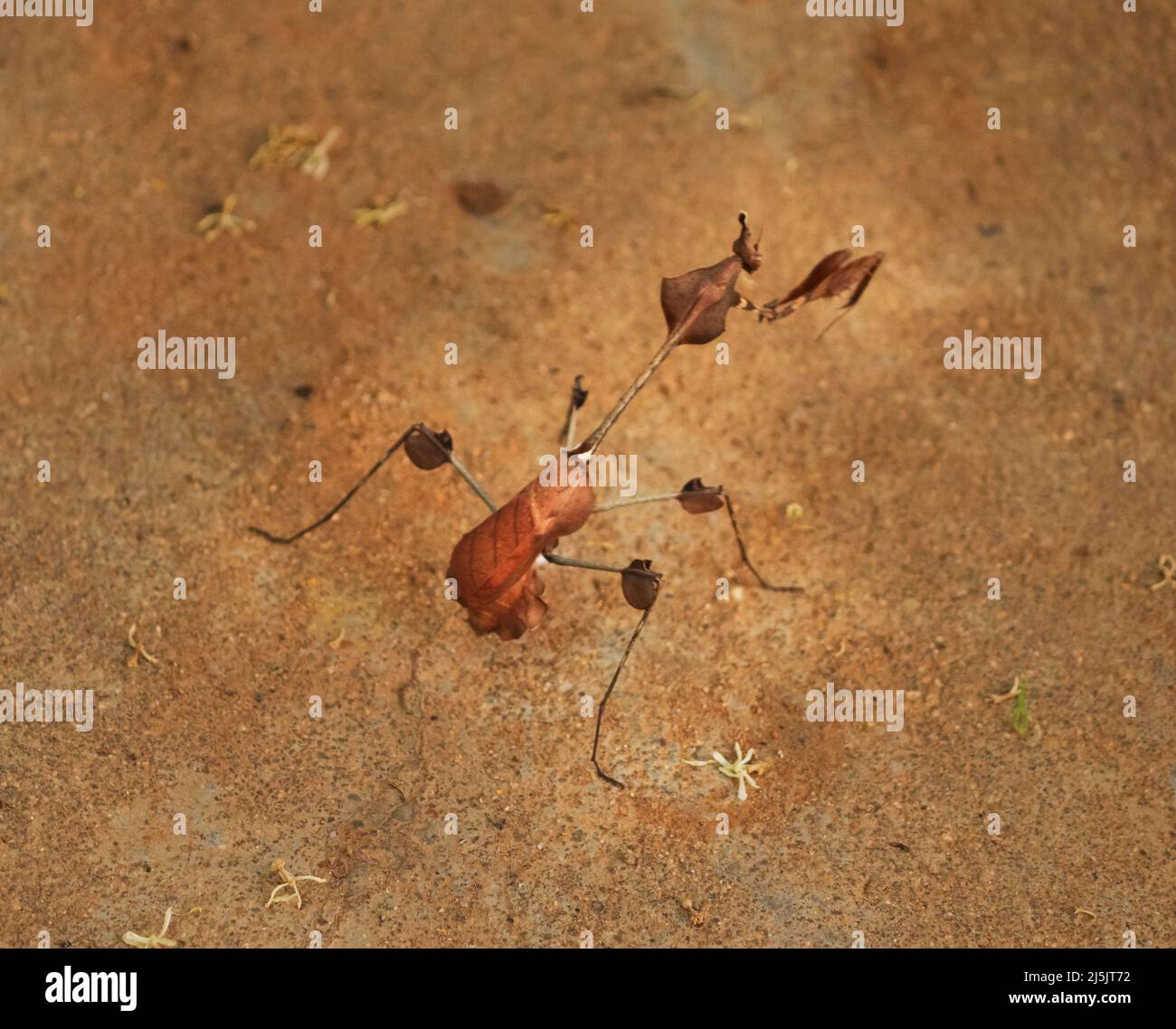 Phasmids Insects on the ground. stick insects. with blur background ...