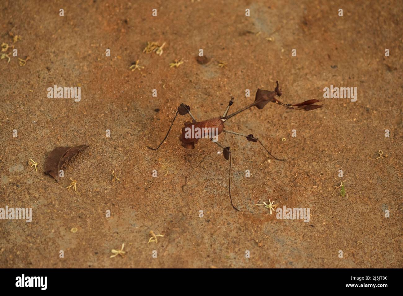 Phasmids Insects on the ground. stick insects. with blur background ...