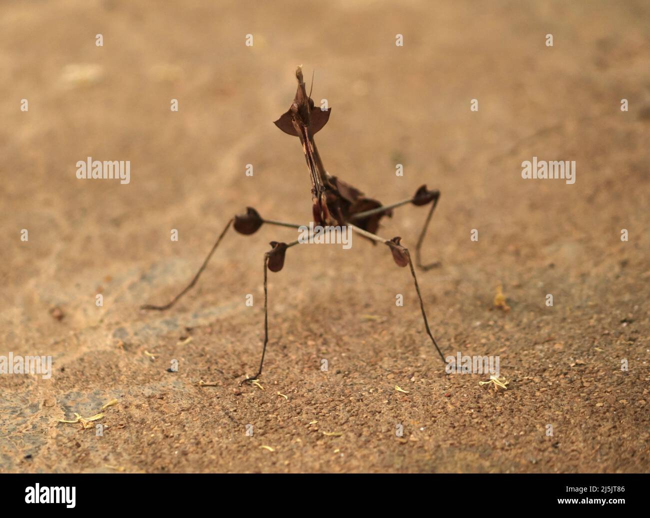 Phasmids Insects on the ground. stick insects. with blur background ...