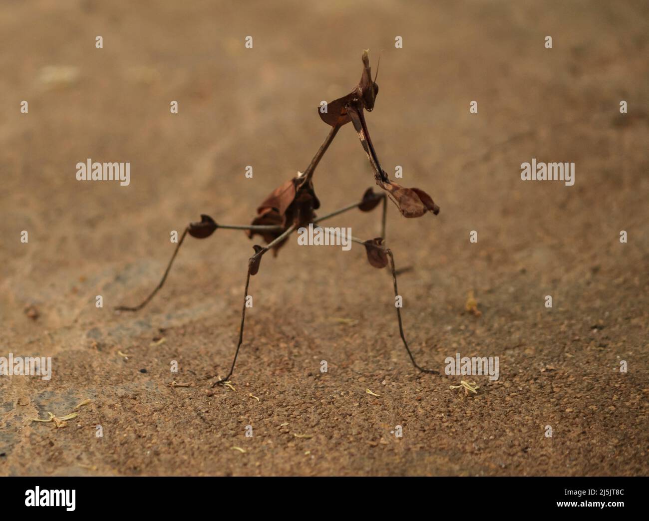 Phasmids Insects on the ground. stick insects. with blur background ...