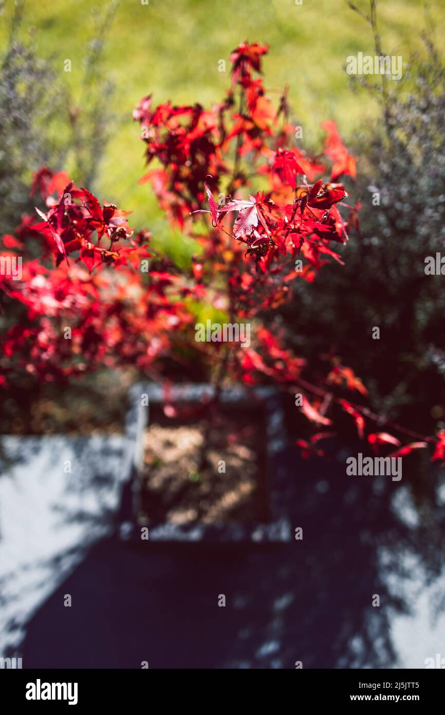 red Japanese maple and palm trees in idyllic sunny backyard with lots ...