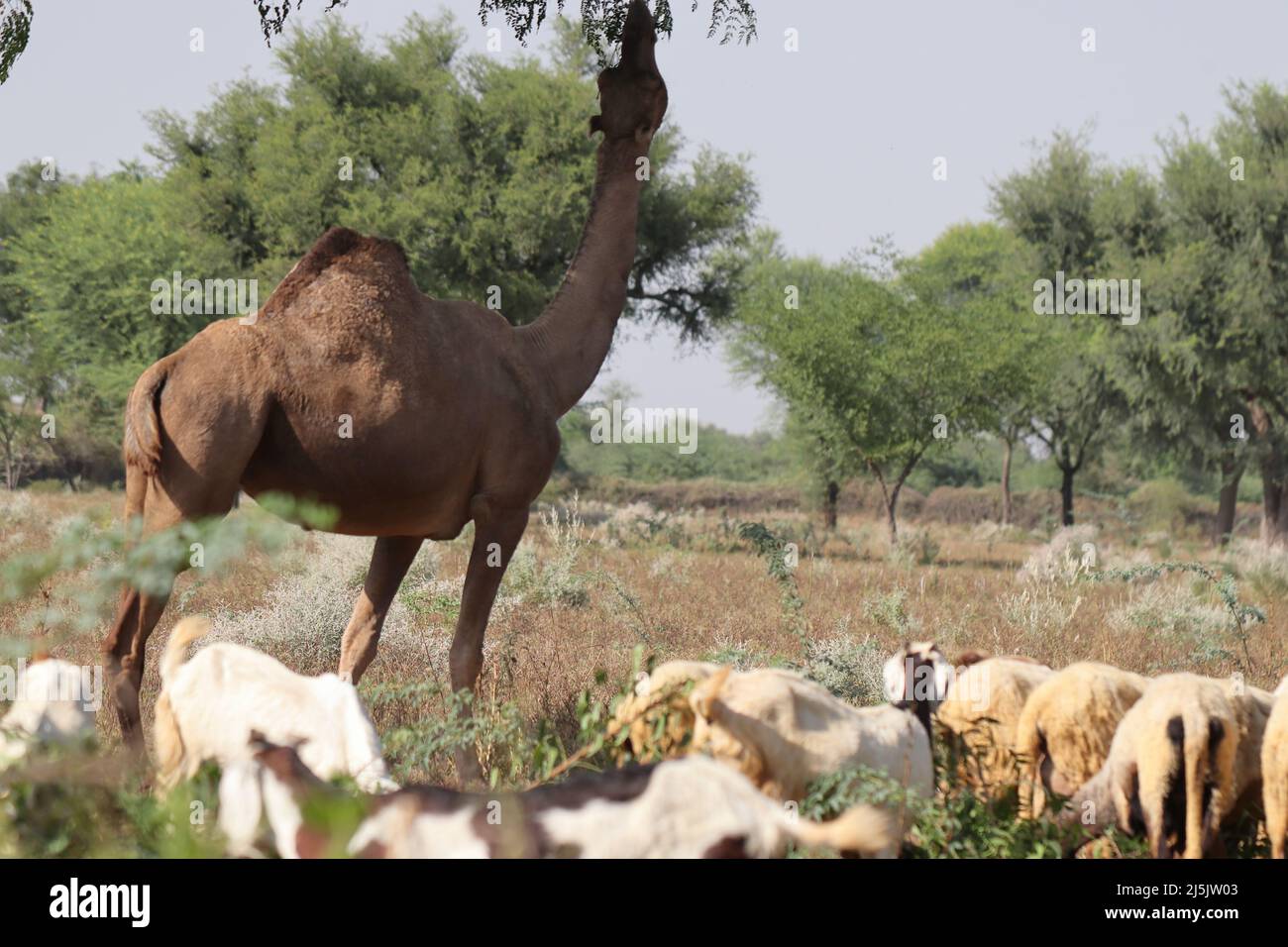 Close-up photo of A camel animal eating tree leaves in the field Stock ...