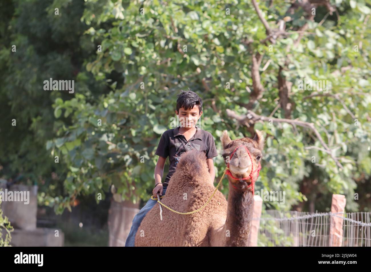 Pali Rajasthan, India- OCt 30, 2022.Close-up editorial photo of an ...