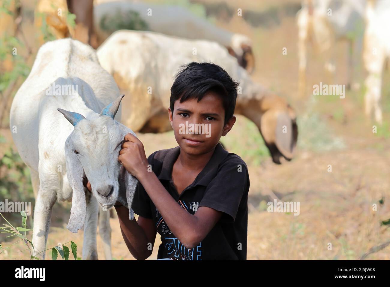 Pali Rajasthan, India- OCt 30, 2022.Close-up editorial photo of A ...