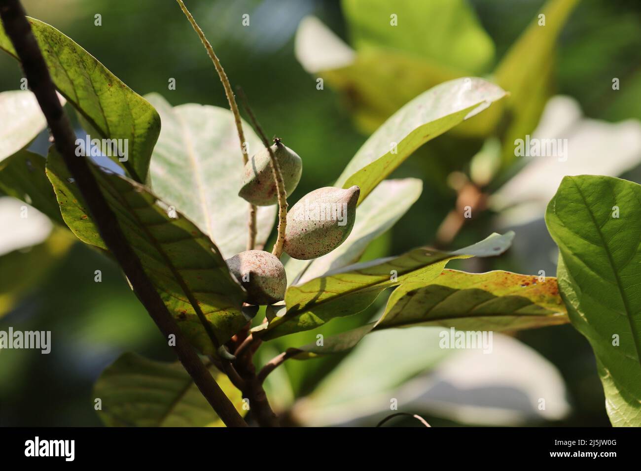 Close-up photo of green raw almond fruit hanging on the branch of ...