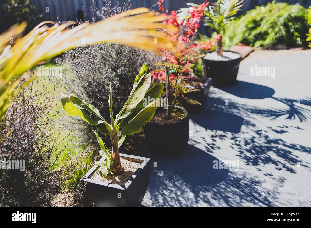 red Japanese maple and palm trees in idyllic sunny backyard with lots ...