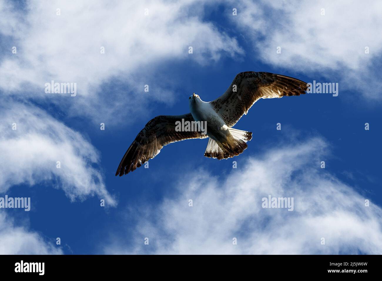 A seagull soars overhead in a blue sky Stock Photo - Alamy