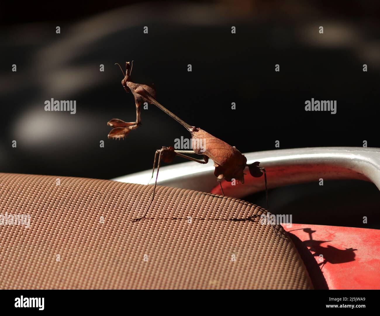 Phasmids insects hi-res stock photography and images - Alamy