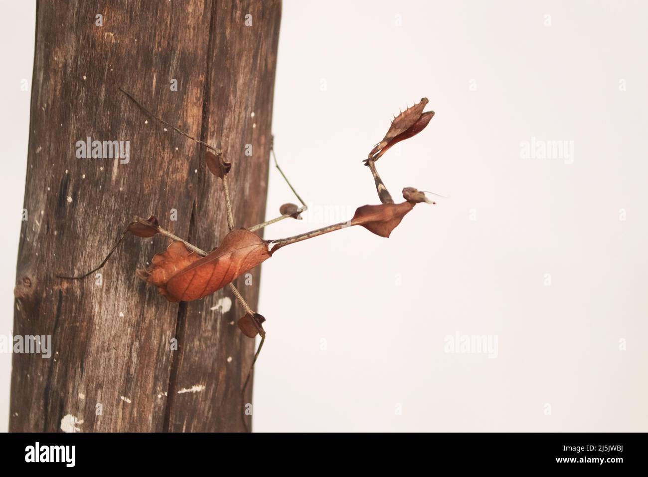 Phasmids Insects on the block. stick insects. with blur background ...
