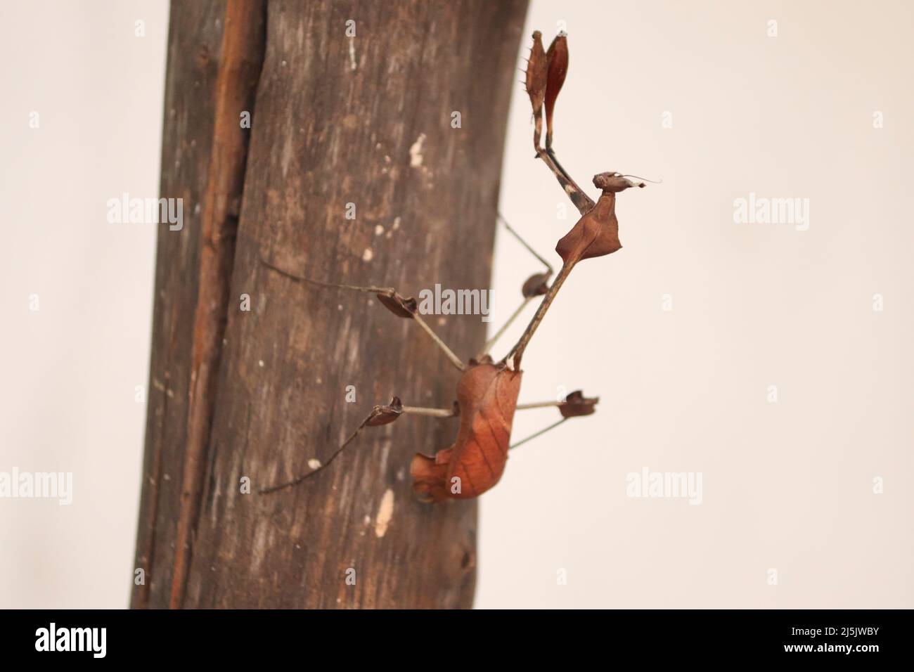 Phasmids Insects on the block. stick insects. with blur background ...