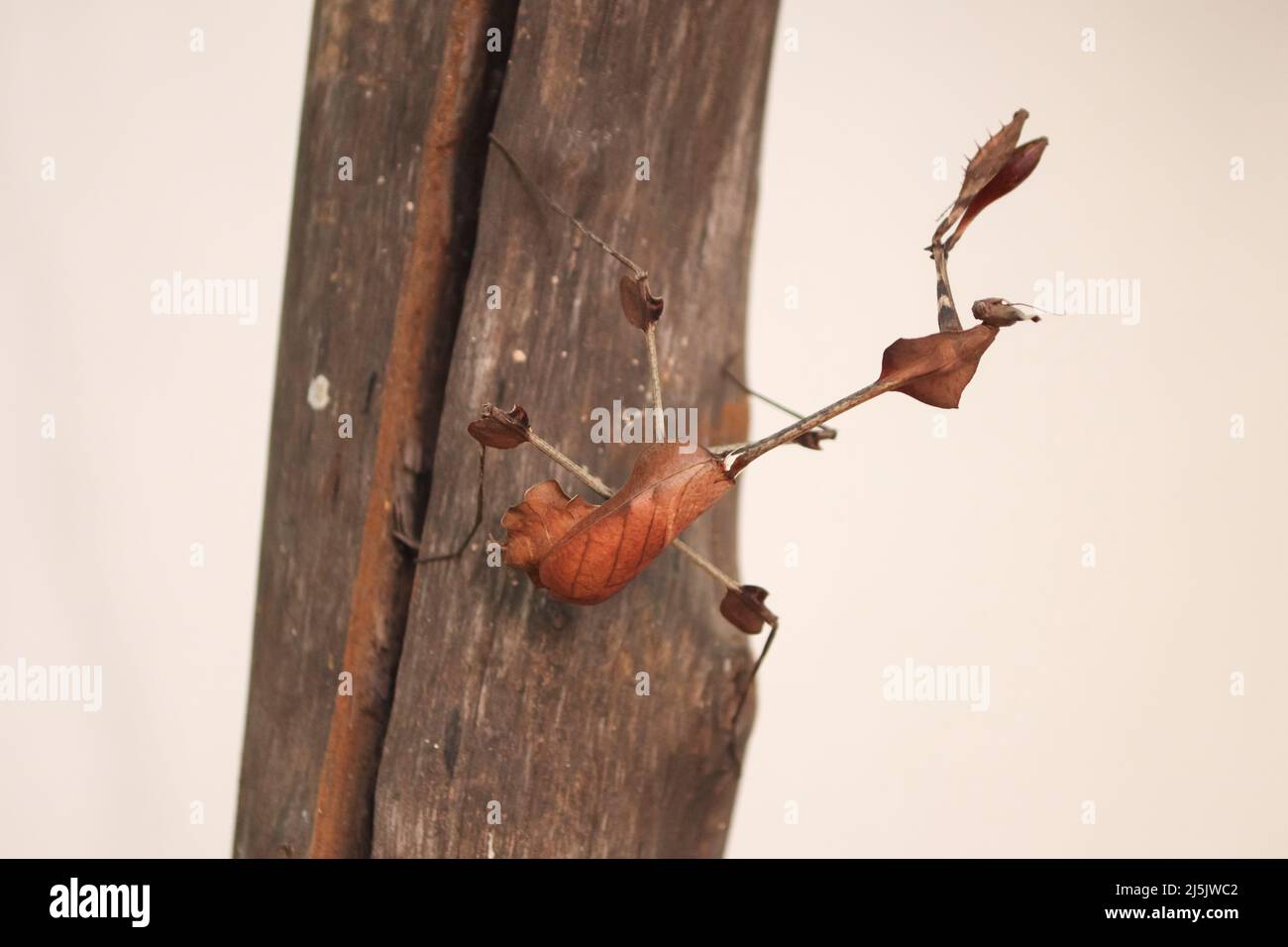 Phasmids Insects on the block. stick insects. with blur background ...