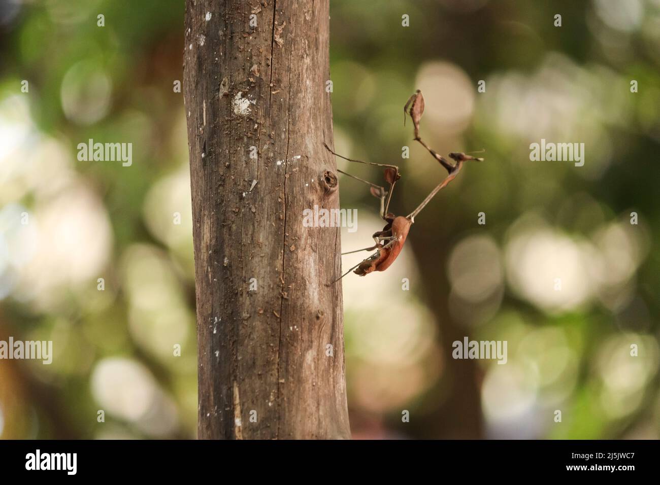 Phasmids Insects on the block. stick insects. with blur background ...