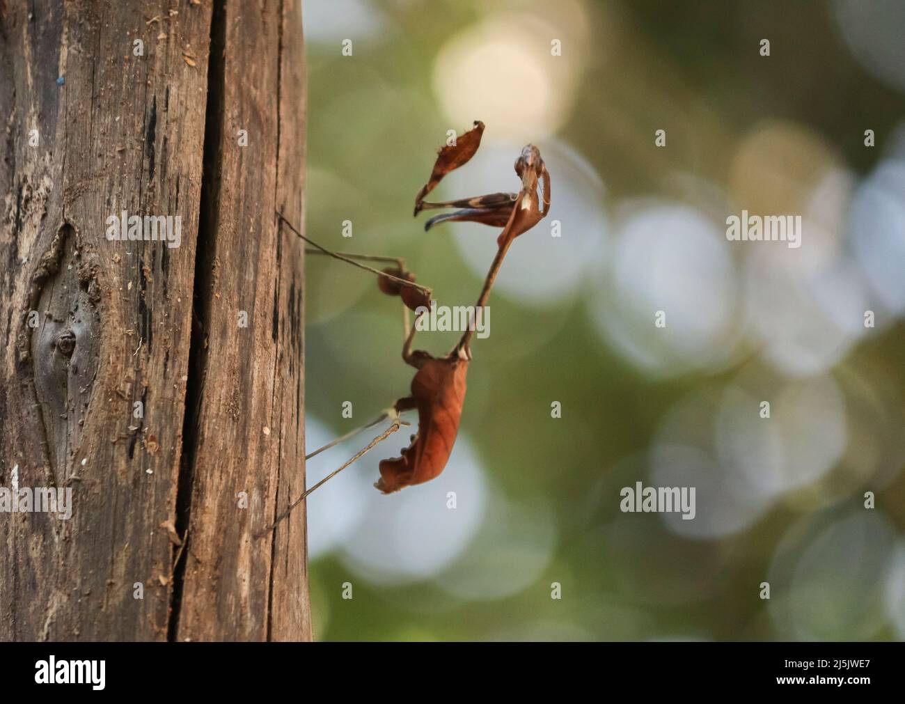 Phasmids Insects on the block. stick insects. with blur background ...