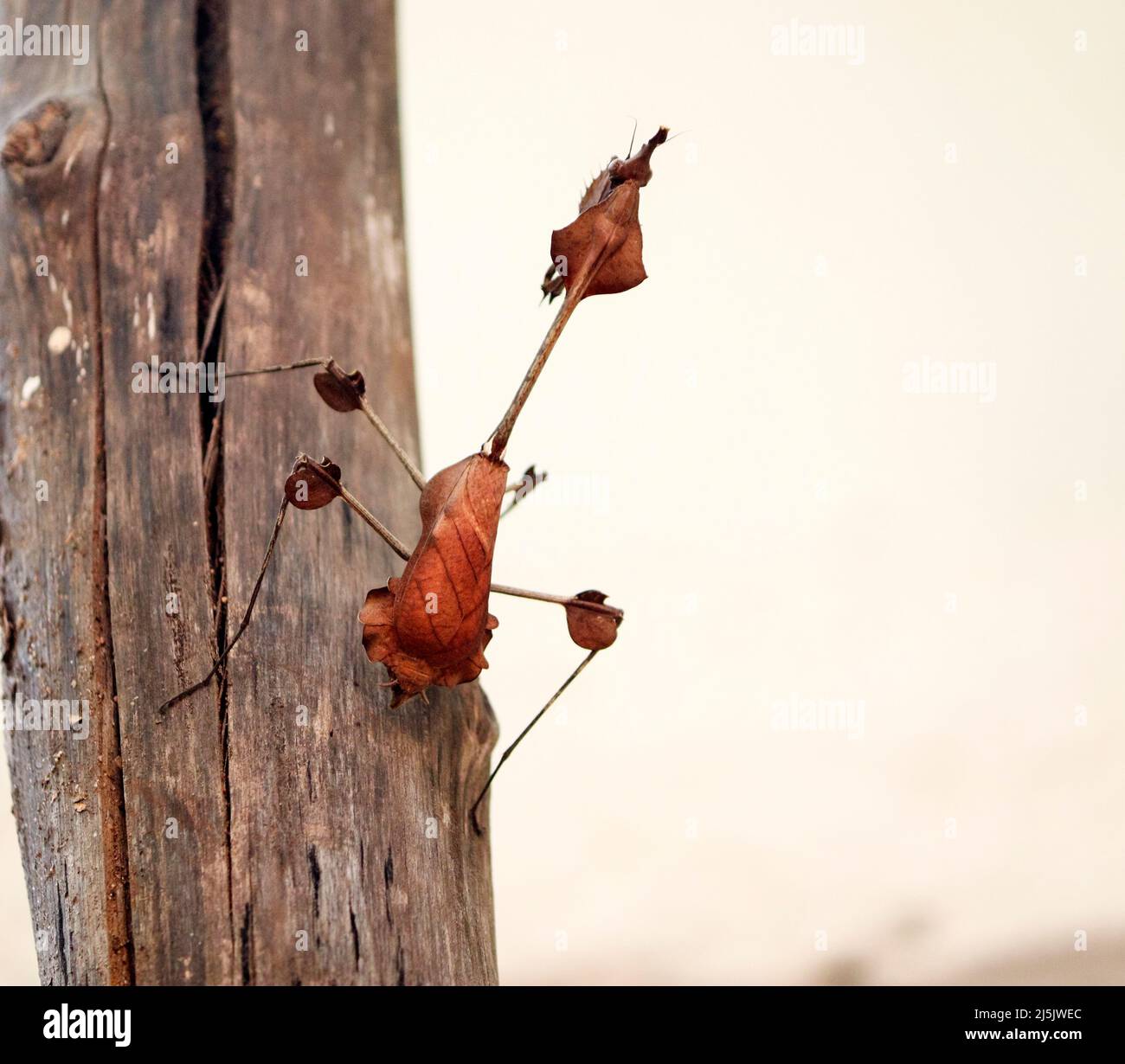 Phasmids Insects on the block. stick insects. with blur background ...