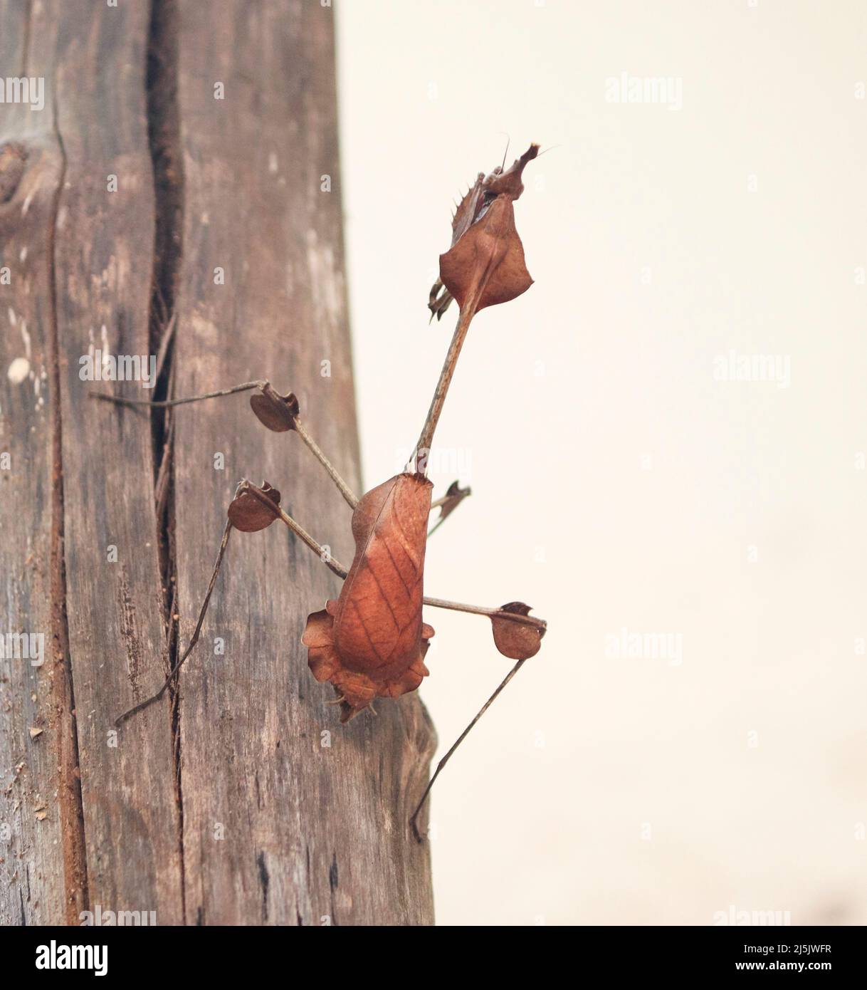 Phasmids Insects on the block. stick insects. with blur background ...