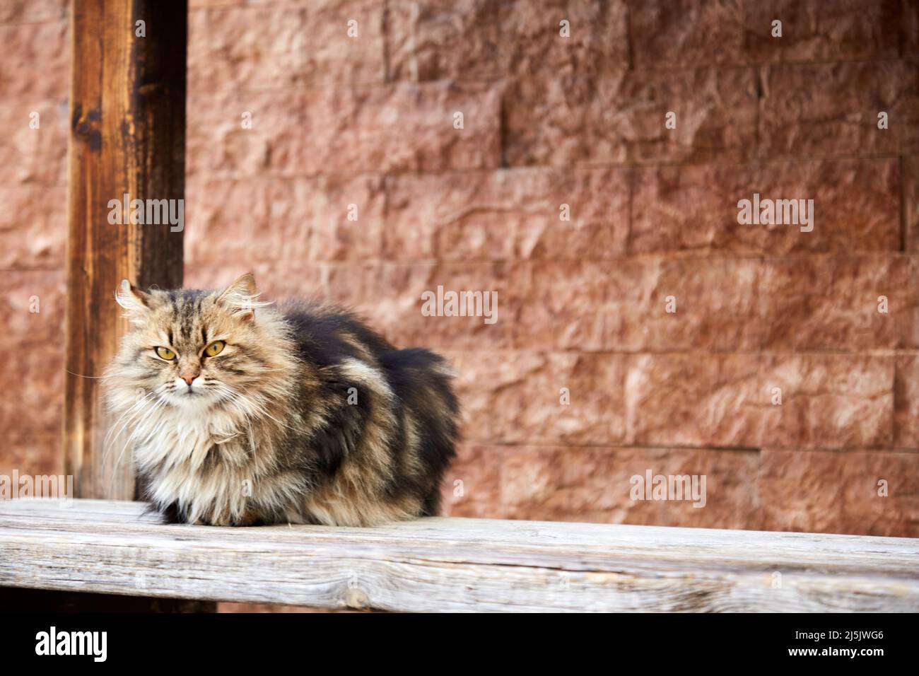 Calm kitten hi-res stock photography and images - Alamy