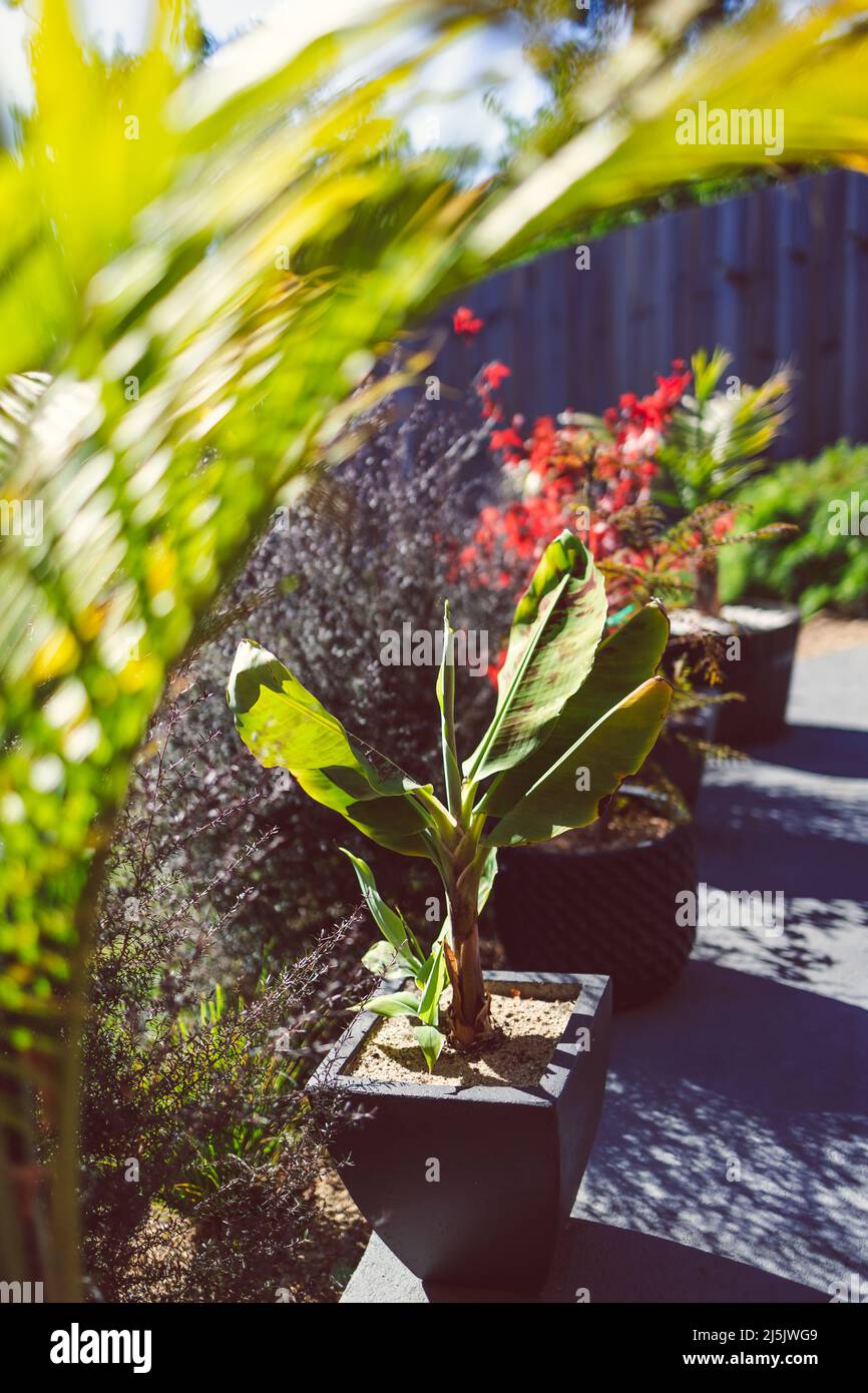 red Japanese maple and palm trees in idyllic sunny backyard with lots ...