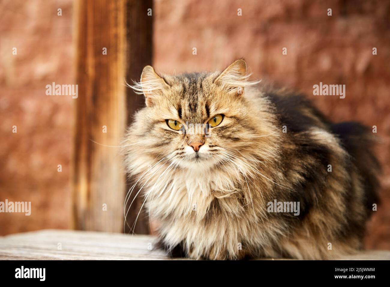 Cat sitting on a wooden table staring at the camera Stock Photo - Alamy